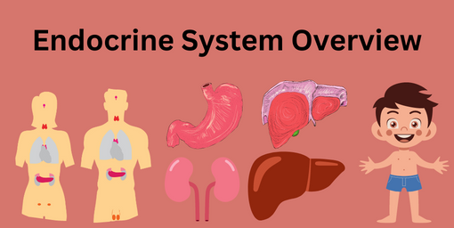 Endocrine System Overview For Nurses Concise for Better Understansing ...