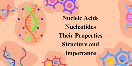 Nucleic Acids Nucleotides Their Properties Structure and Importance ...
